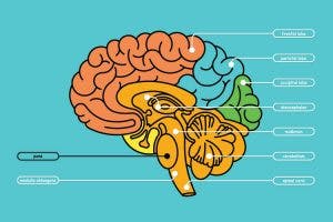 Pontine Stroke: Causes, Symptoms, & Treatment | Flint Rehab