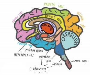 Thalamic Stroke: Effects, Treatment, and Recovery Process