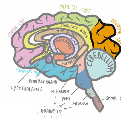 Temporal Lobe Stroke: What to Expect on the Road to Recovery