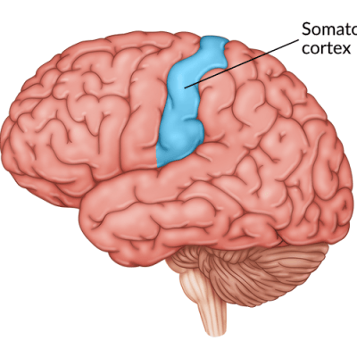 Parietal Lobe Damage: Understanding Symptoms and Treatments