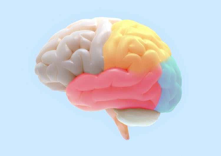 Parietal Lobe Damage: Understanding Symptoms and Treatments