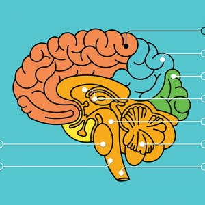 Thalamic Stroke: Side Effects, Treatment, and Recovery | Flint Rehab