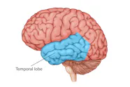 Temporal Lobe Temporal Lobe