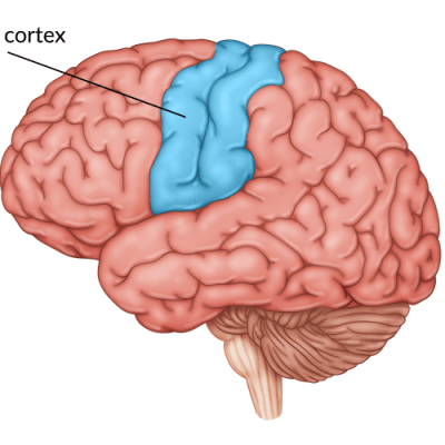 Pontine Stroke: Understanding the Effects & Recovery Process