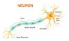 Global Anoxic Brain Injury: Causes, Treatment, & Recovery